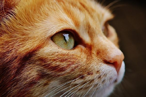 How well do you know warrior cats! Hard Version. - Test | Quotev