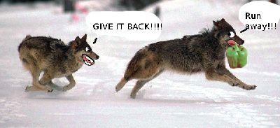 The Ultimate Wolf quiz! - Quiz | Quotev