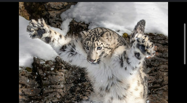 What's Your Theriotype? (Maybe 50% accurate) - Quiz | Quotev