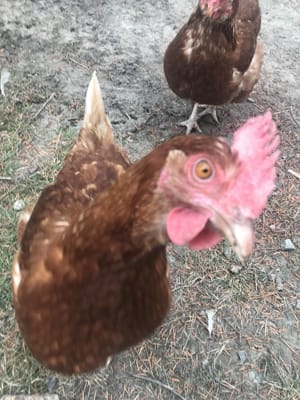 Farm animals knowledge test - Test | Quotev