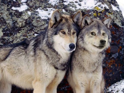 Are you an Alpha, Beta, or Omega Wolf? - Quiz | Quotev