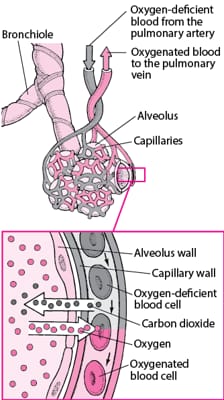 Oxygen and Carbon Dioxide Exchange - 11th Grade Biology - Test | Quotev