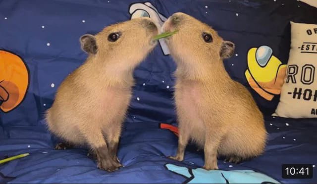 Name The Urban Rescue Ranch Animal! - Test | Quotev