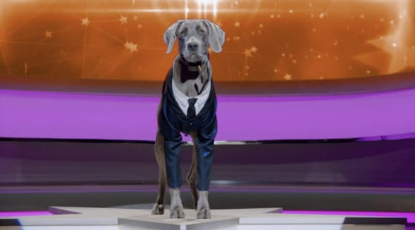 How Well do you know Pup Star? - Test | Quotev