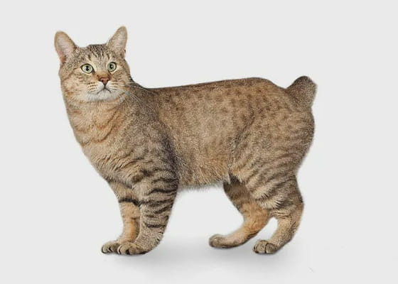 Guess The Cat Breed - Test | Quotev