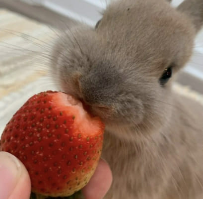 What Type Of Berry Are You? - Quiz | Quotev