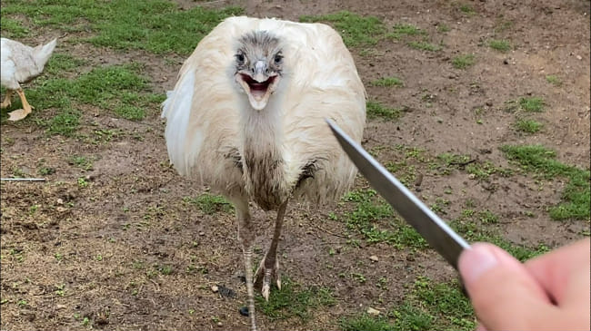 Name The Urban Rescue Ranch Animal! - Test | Quotev