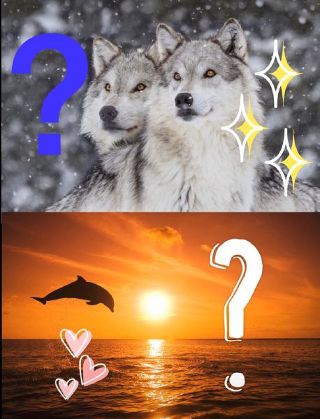 Wolves or dolphins? - Poll
