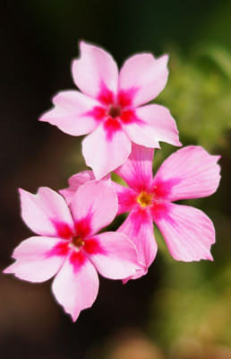 Demon slayer prom night - Quiz | Quotev