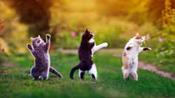 Choose random things and get a cat i found online - Quiz | Quotev