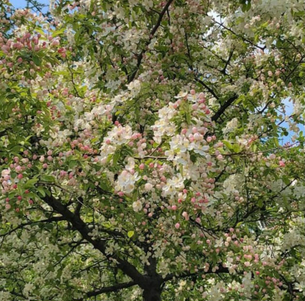 What Is Your Spring Vibe? - Quiz | Quotev