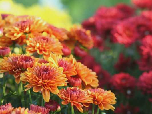 Which TSDS Character Are You? - Quiz | Quotev