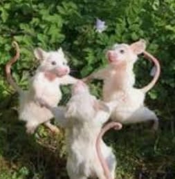 Published | Bubble | Quotev