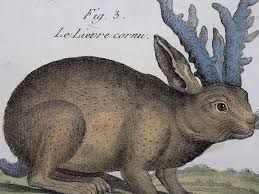 What Mythical Rabbit Are You? - Quiz | Quotev