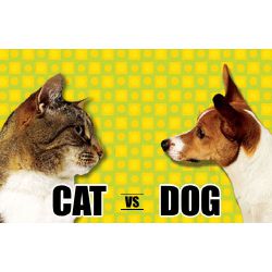 Cat or dog - Quiz | Quotev