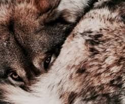 The Werewolf Test - Quiz | Quotev