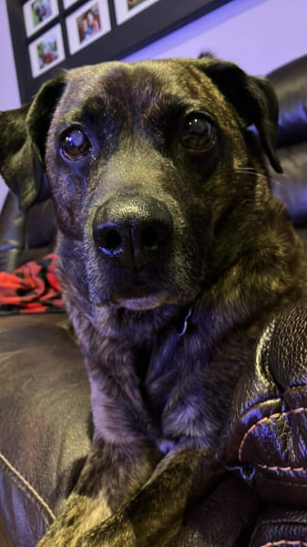 Get a random pic of my dog! - Quiz | Quotev