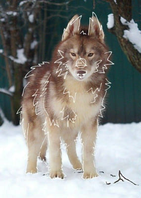 are you a therian? (NOT 100% ACCURATE) - Quiz | Quotev