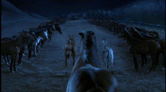 Racing Stripes Sandy