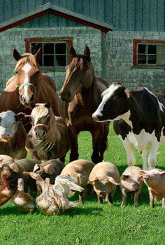 What farm animal are you? - Quiz | Quotev