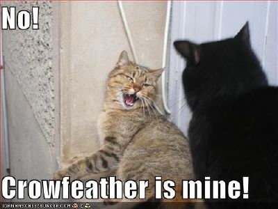 Warriors series which windclan cat are you ? - Quiz | Quotev