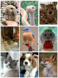 What animal pretty are you? - Quiz | Quotev