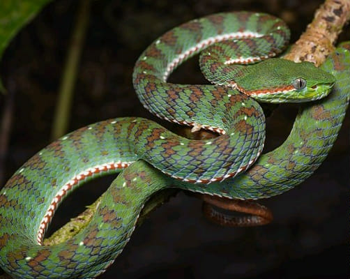 Do You Have These Phobias Survey Quotev