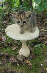 CobbleCat Fanfiction Stories | Quotev