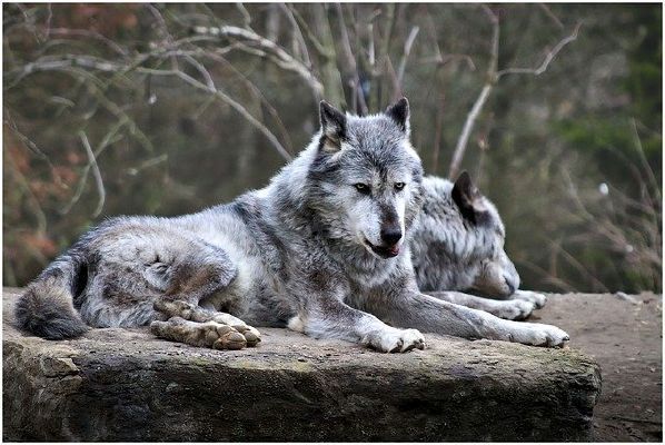 Wolf quiz v.2 - Test | Quotev