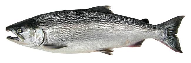 Pacific Salmon Identification - Test | Quotev