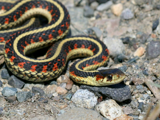 How well do you know Snakes? (an actually accurate version of a snake ...