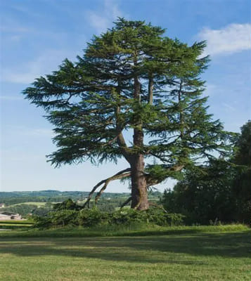 Choose some trees and get a kpop idol - Quiz | Quotev