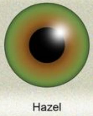 Improved fox, deer, bunny, cat pretty - Quiz | Quotev