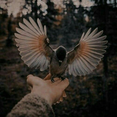 Therian Test: How much do you know? - Test | Quotev