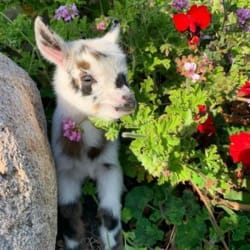 If you were an animal, what animal would you be? - Quiz | Quotev