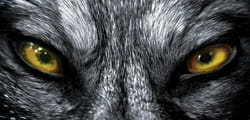Werewolf Quiz Series (Ep. 1) - Quiz | Quotev