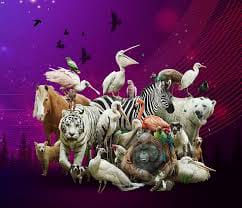 What is your soul animal? - Quiz | Quotev