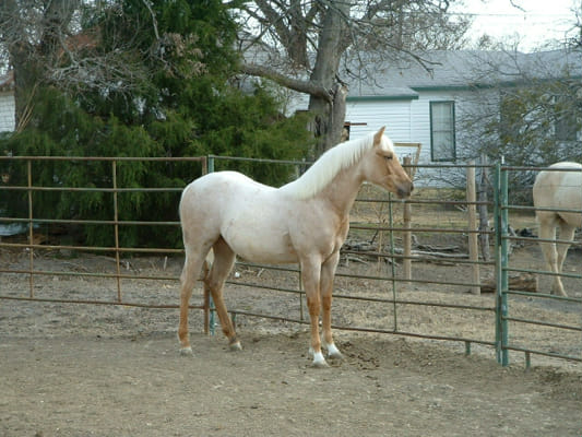 build your dream horse! - Survey | Quotev