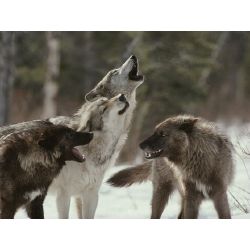 Your Wolf Rank - Quiz | Quotev