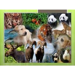 What animal was you in your past life ? - Quiz | Quotev