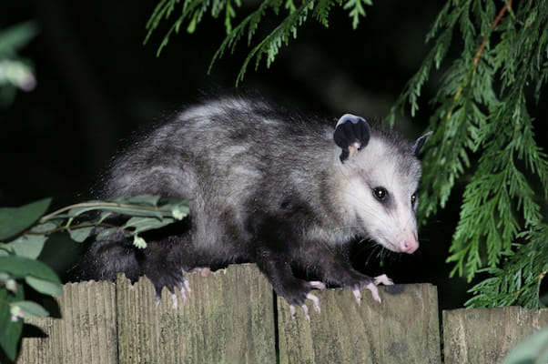 Which slightly cursed opossum image are you? - Quiz | Quotev