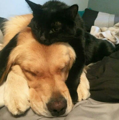 Are you a black cat or golden retriever? (fem/masc/hijab friendly ...
