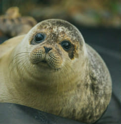 How much do you know about seals? - Test | Quotev