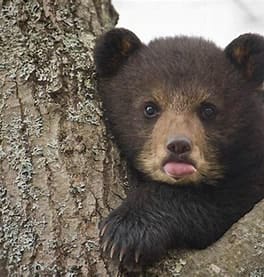 How well do you know the 4 Seekers bears? - Test | Quotev