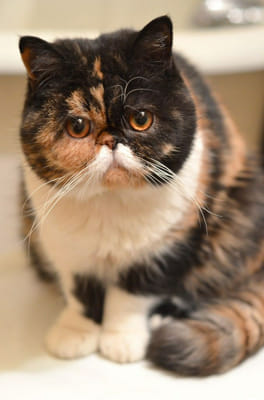 Select the cats you want to play with and unlock an Aizawa Shouta ...