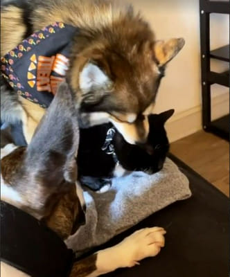 How well do you know Rhea Ripley - Test | Quotev