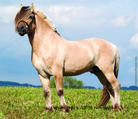 Guess The Horse Breed Test Quotev