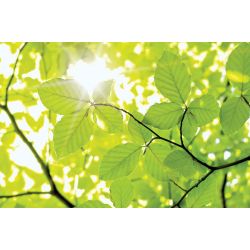 What Shape of Leaf are You? - Quiz | Quotev