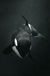 What is your ocean spirit animal? - Quiz | Quotev