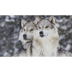 What's your wolf job? - Quiz | Quotev